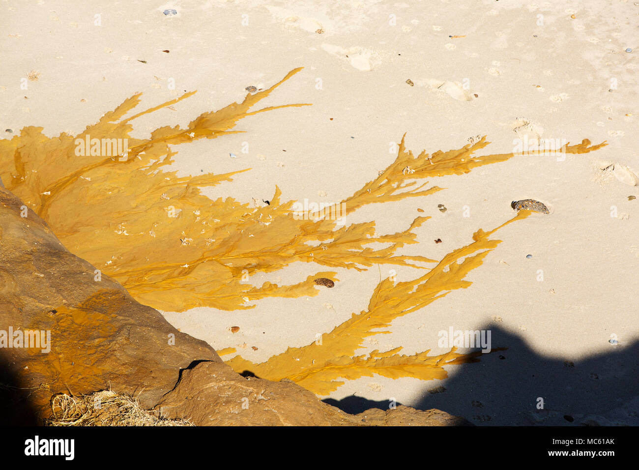 Mud flowing down the sea cliffs in Happsiburgh, Norfolk, UK, after a ...