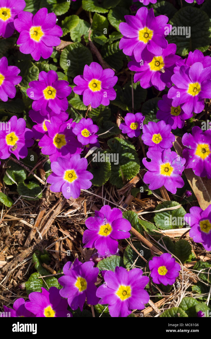 Primrose flowers uk hi-res stock photography and images - Alamy