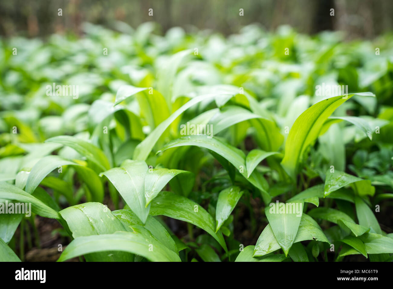 large field of wild garlic growing in a forest Stock Photo - Alamy