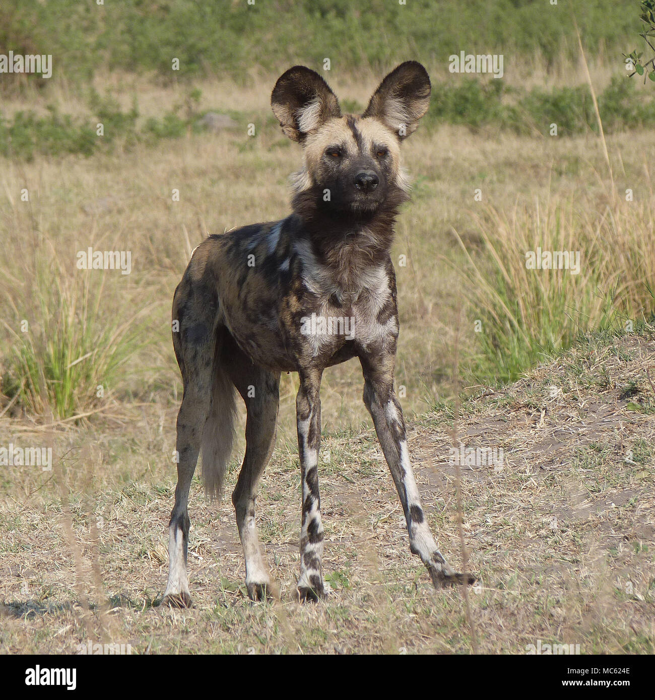 African hunting Dog Stock Photo - Alamy