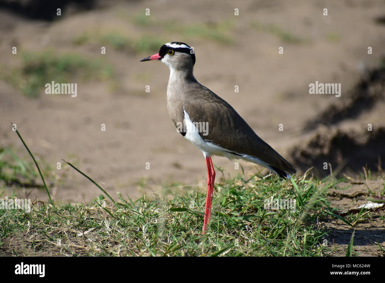 Shore Bird / Plover Stock Photo - Alamy