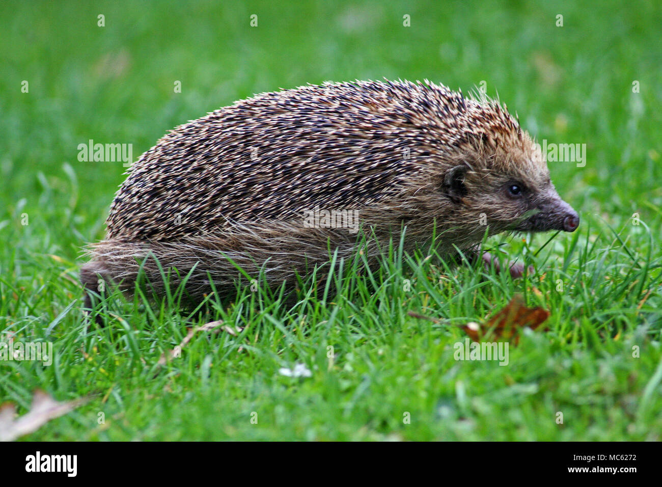 Endangered hedgehog hi-res stock photography and images - Alamy