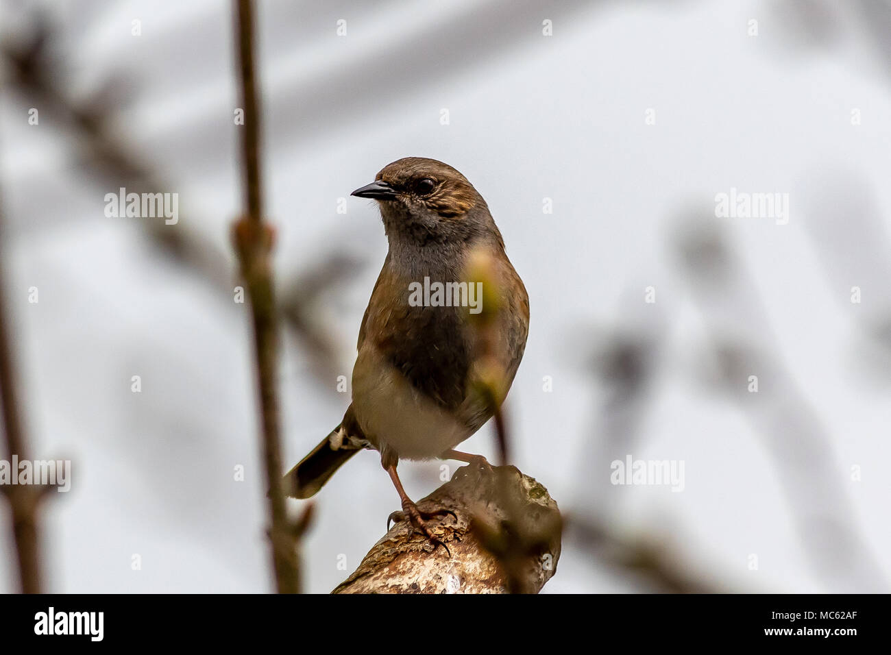 Dunnock british birds hi-res stock photography and images - Alamy