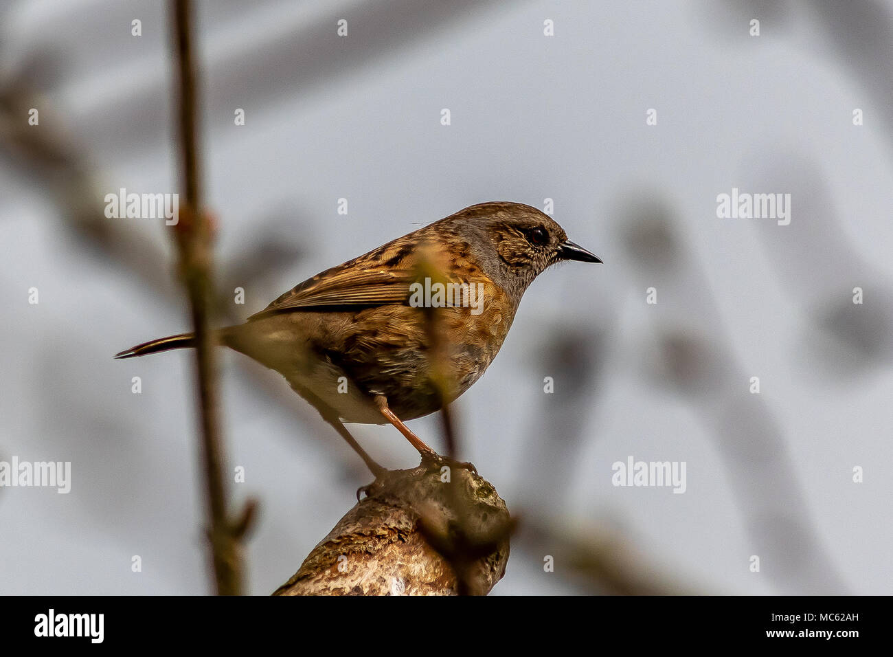 Dunnock british birds hi-res stock photography and images - Alamy