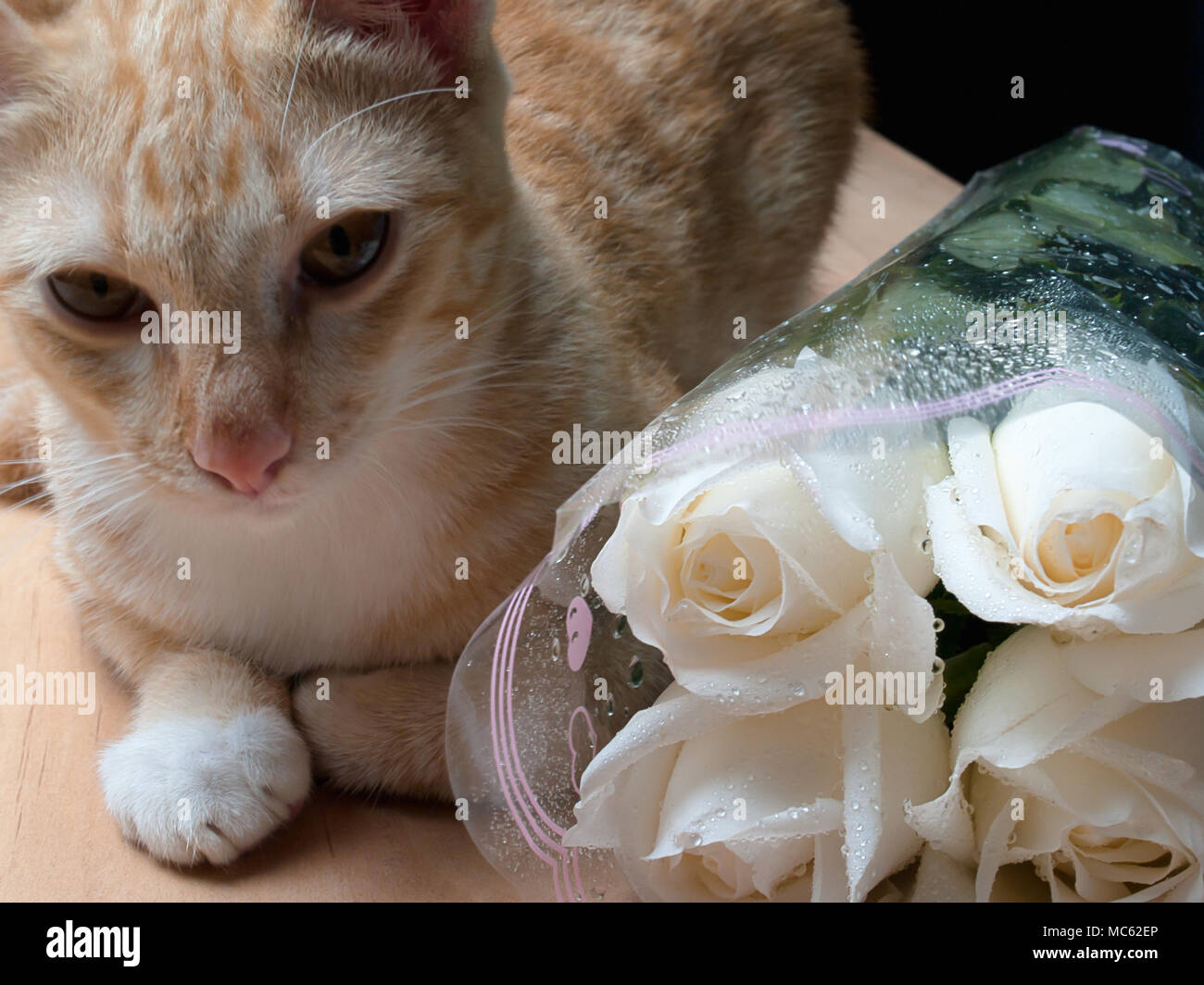 Cats and Roses , Beautiful things together naturally Stock Photo - Alamy