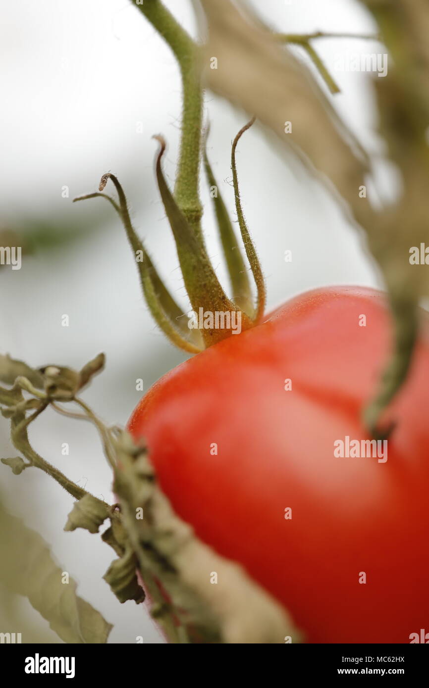 Tomatoes in close up Stock Photo - Alamy