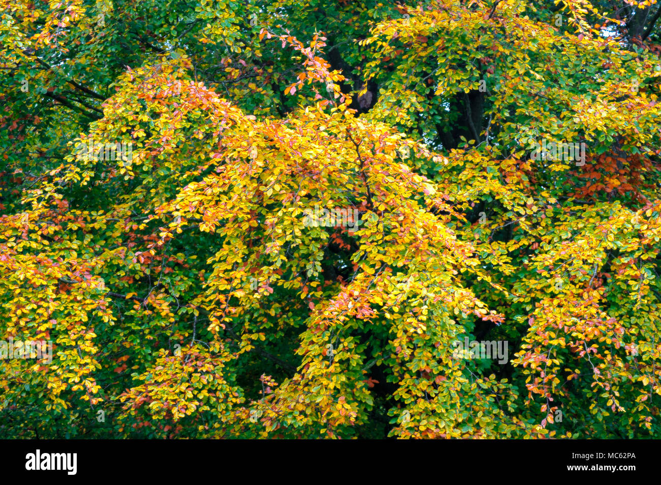 Autumn in the park - natural scenery - outdoor Stock Photo - Alamy