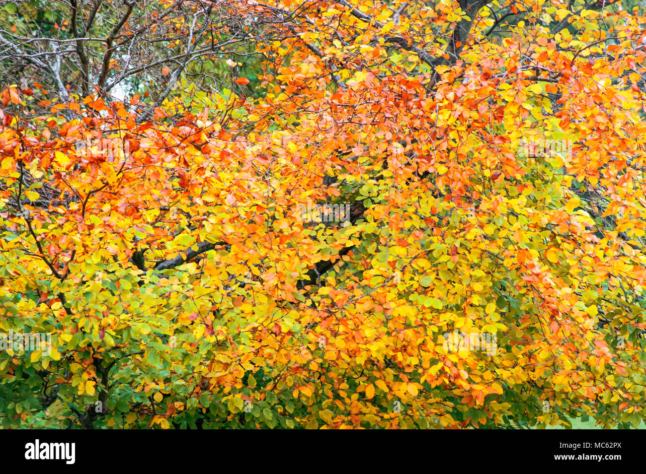 Autumn in the park - natural scenery - outdoor Stock Photo - Alamy