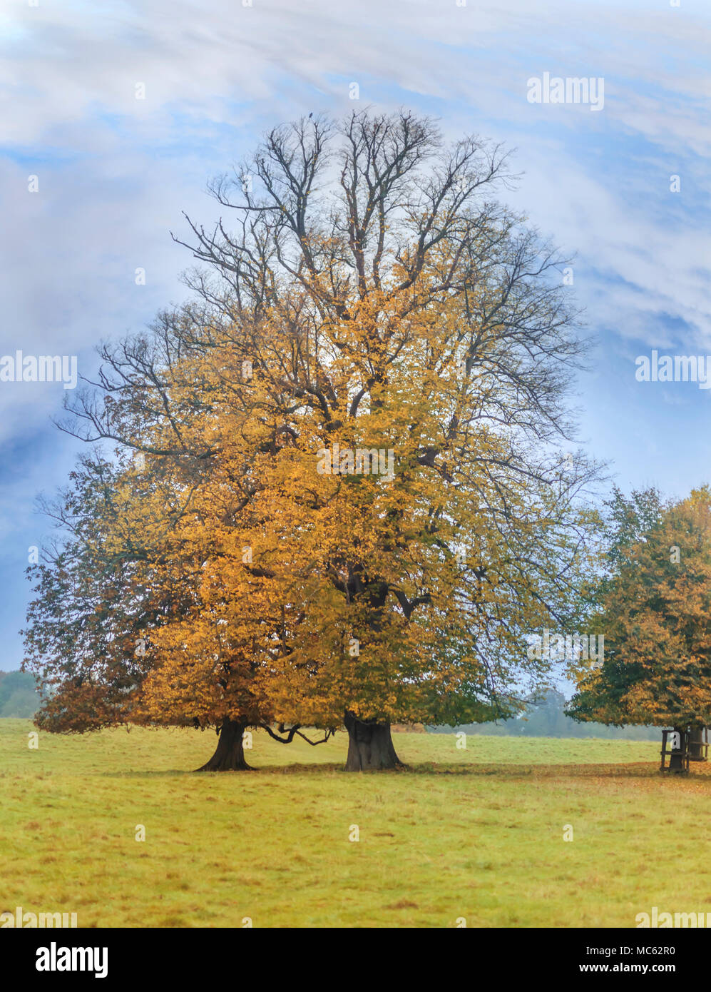 Autumn in the park - natural scenery - outdoor Stock Photo - Alamy