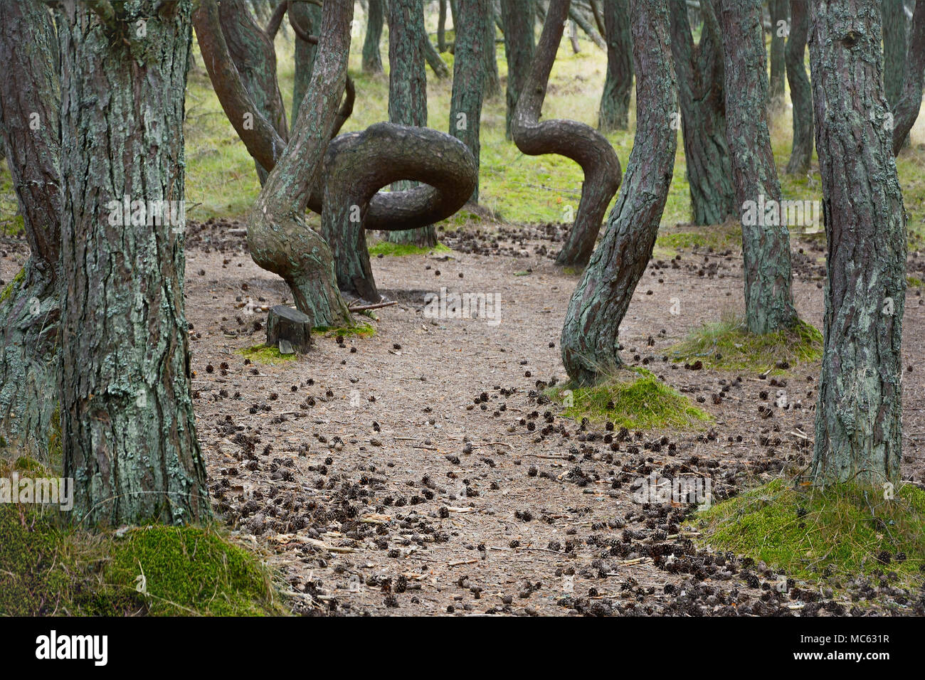 Pine forest with curved trunks called "dancing forest", Curonian spit ...