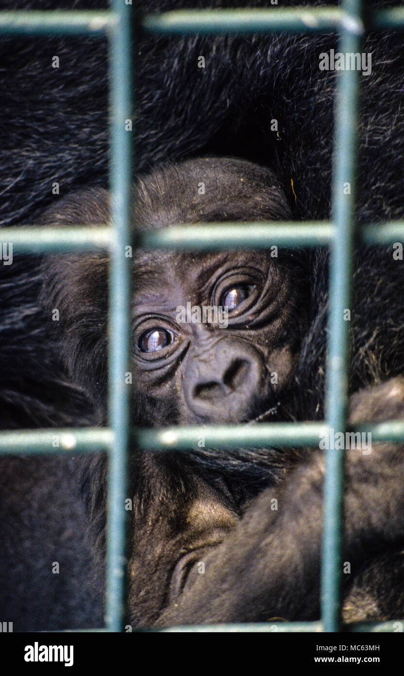 Howletts High Resolution Stock Photography and Images - Alamy