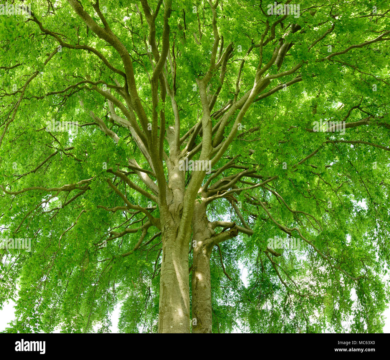 View into the treetop hi-res stock photography and images - Alamy