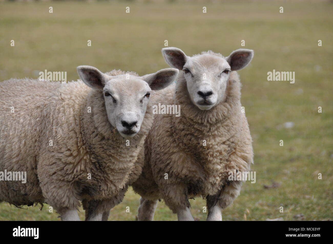 Cute sheep hi-res stock photography and images - Alamy