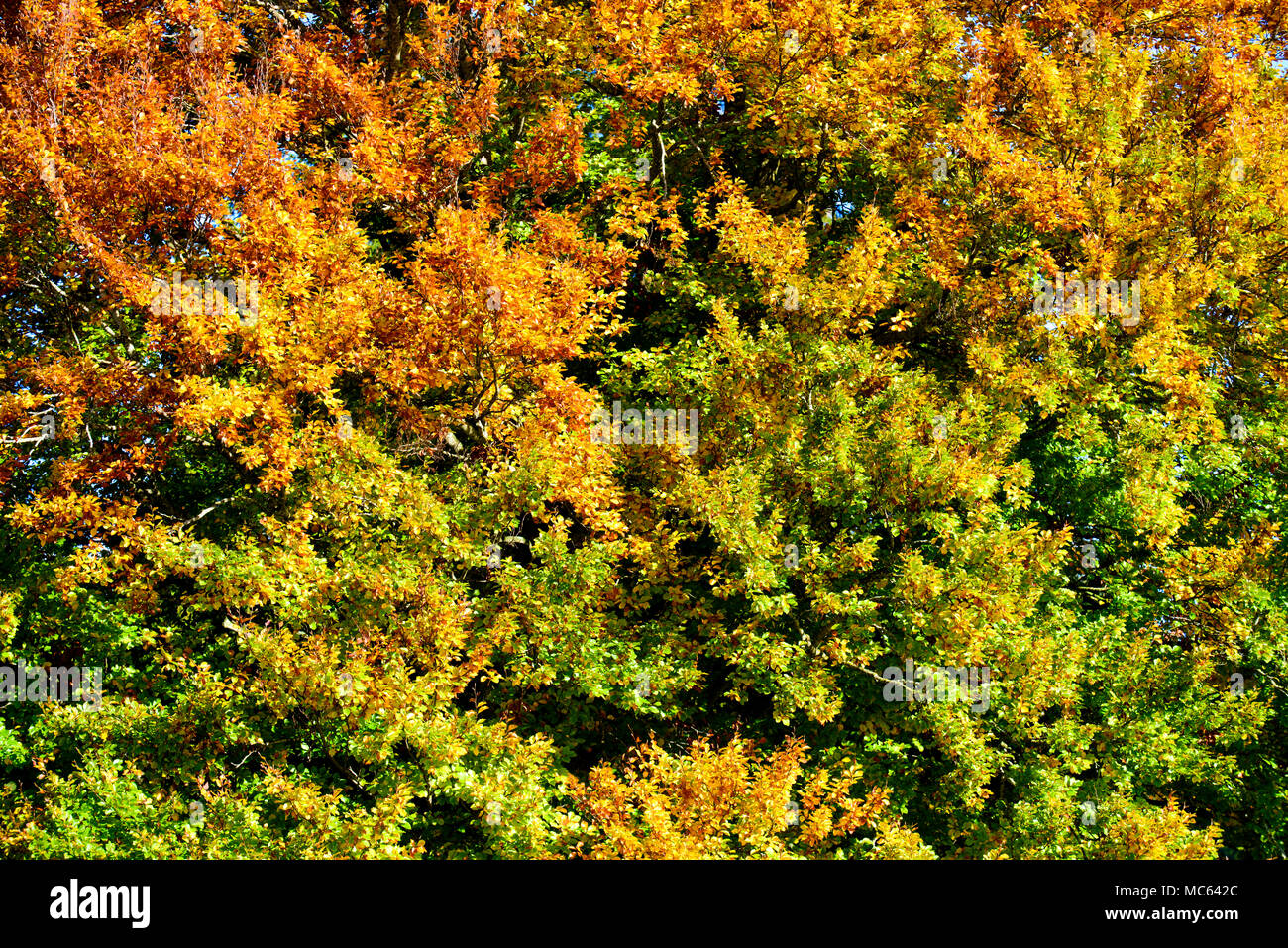 View in the tree top of an old single tree hi-res stock photography and ...