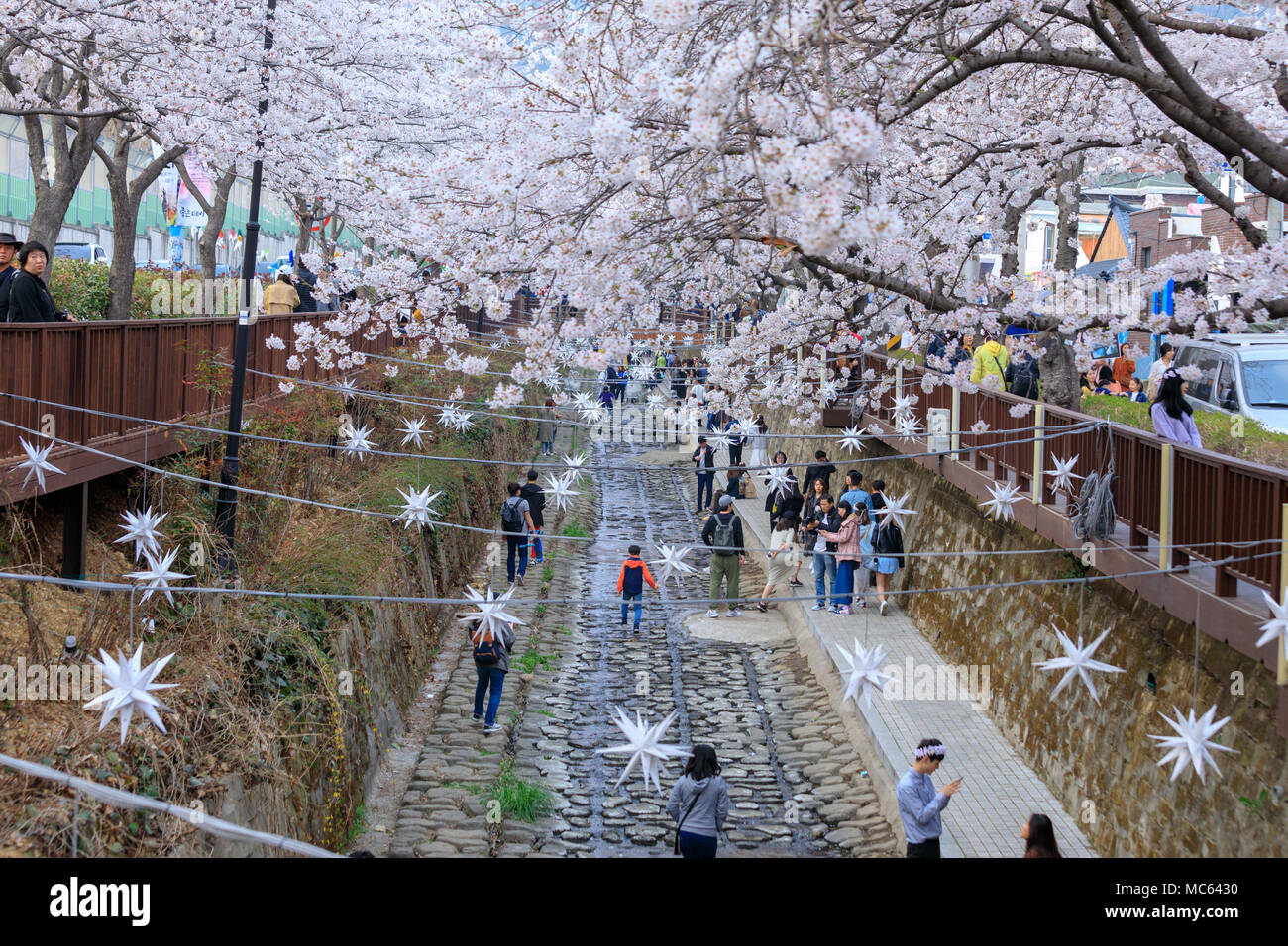 Jinhae, South Korea - Apr 1, 2018 : Spring Cherry blossom festival at ...