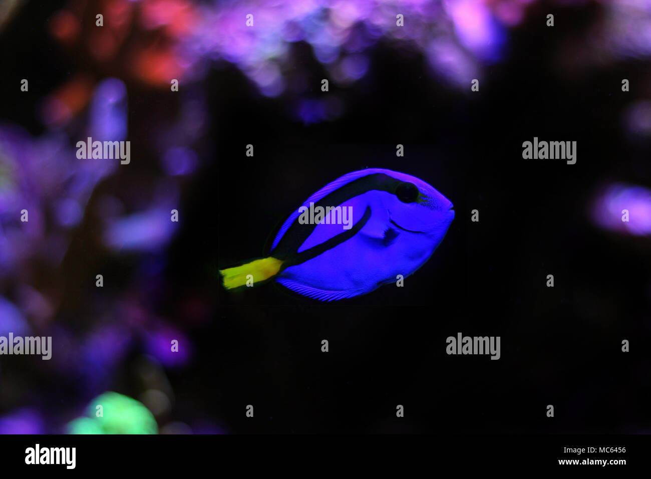 Blue Tang (Paracanthurus hepatus Stock Photo - Alamy