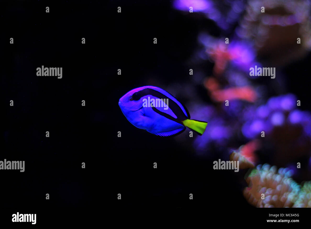 Real dory hi-res stock photography and images - Alamy