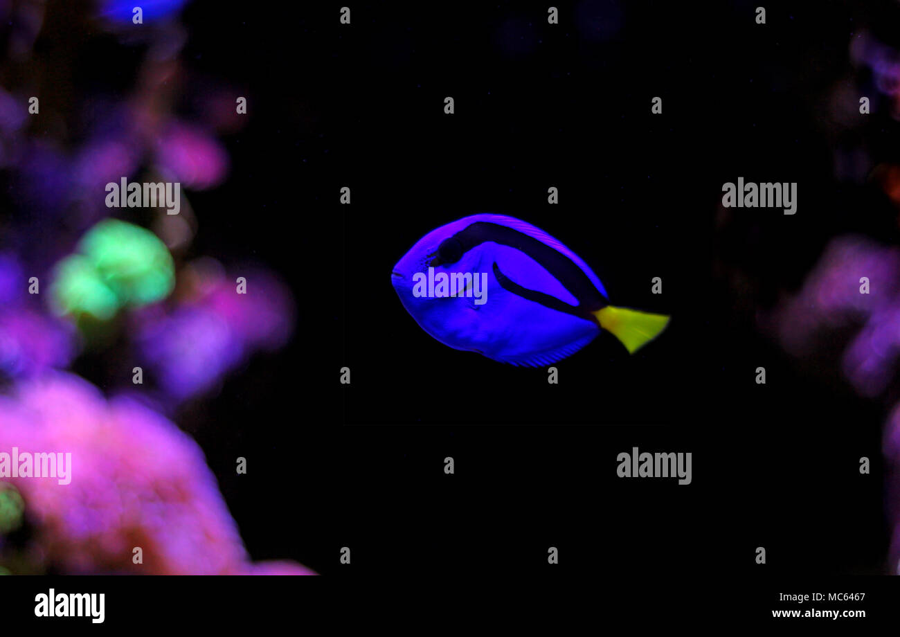 Paracanthurus swimming hi-res stock photography and images - Alamy