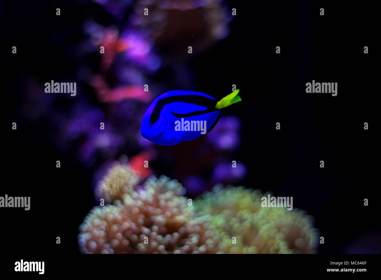 Paracanthurus swimming hi-res stock photography and images - Alamy