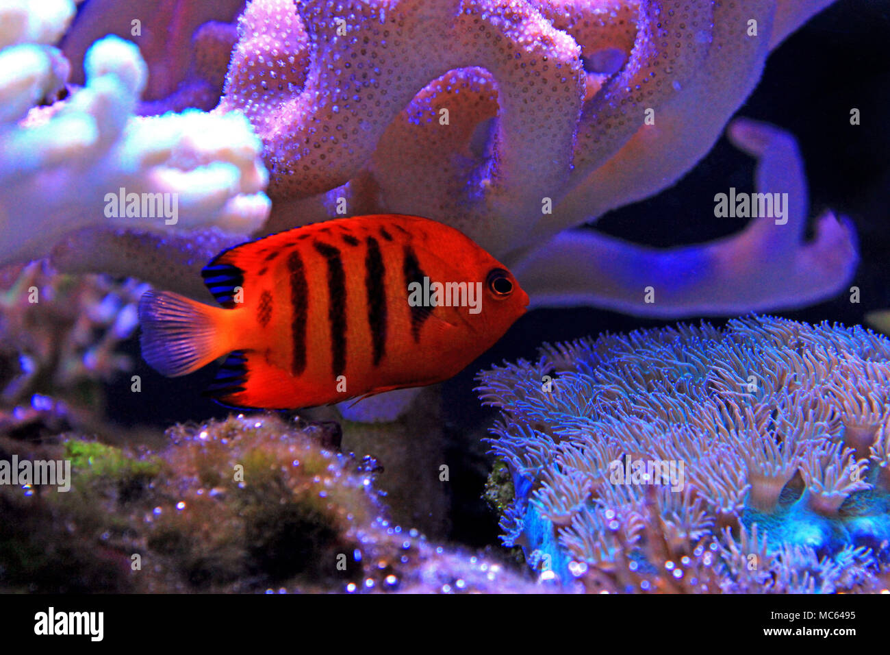 Marine flame tank hi-res stock photography and images - Alamy