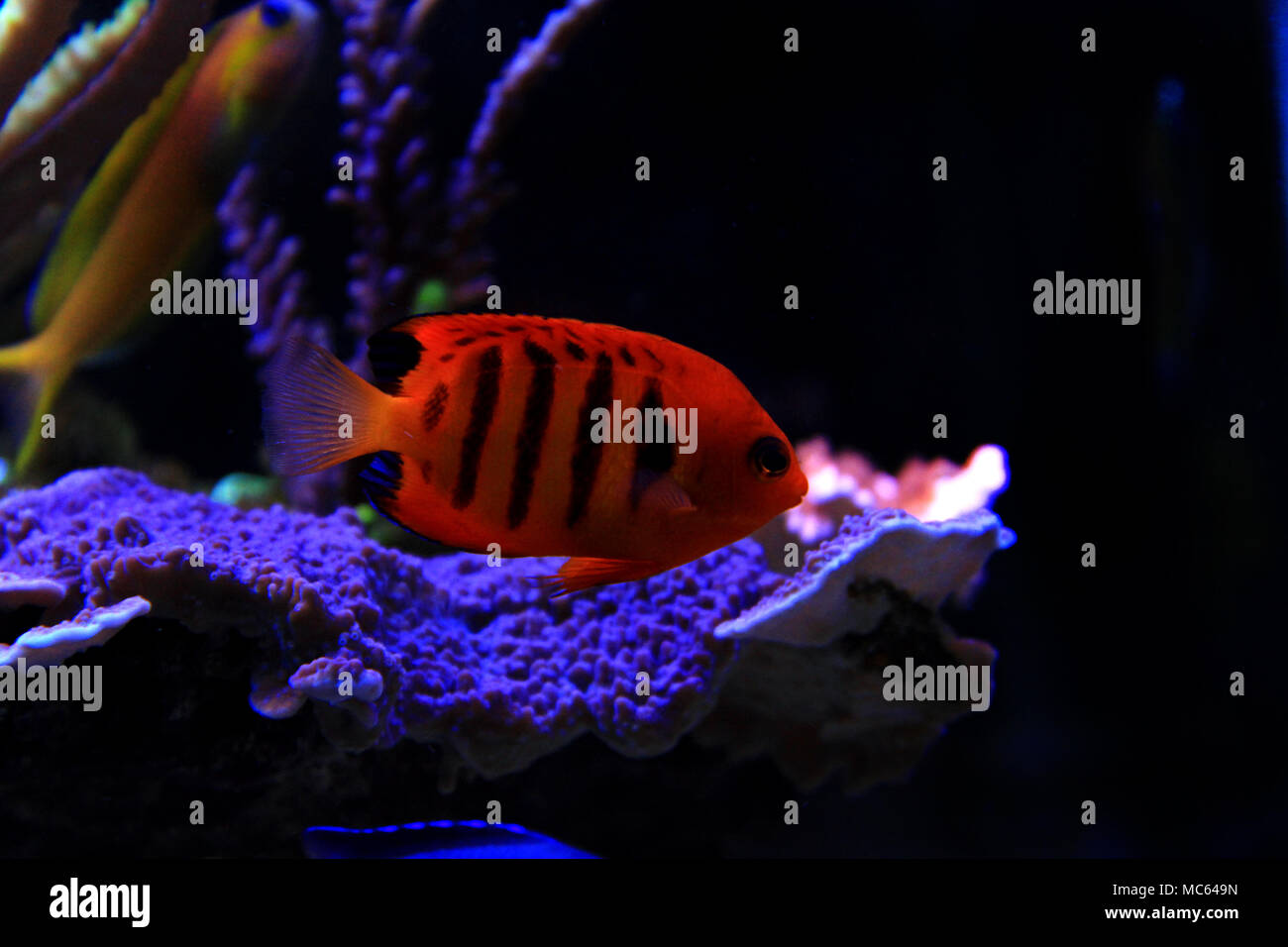 Flame Angelfish in reef tank Stock Photo - Alamy
