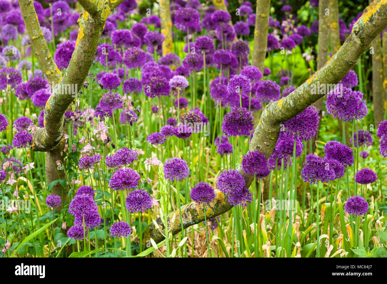 Purple drift planting hi-res stock photography and images - Alamy