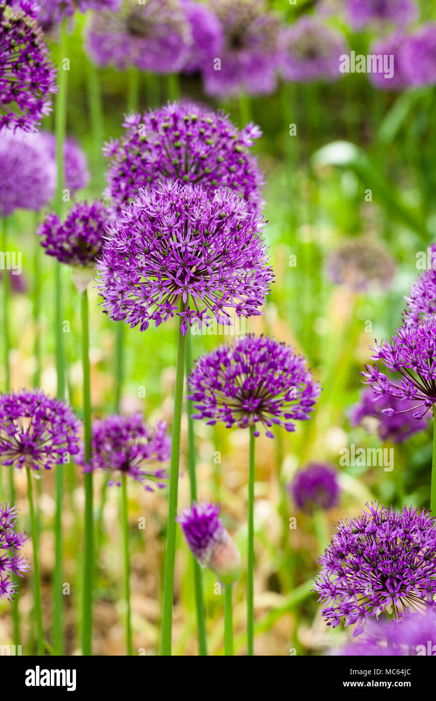 Planting Swathe Stock Photos & Planting Swathe Stock Images - Alamy