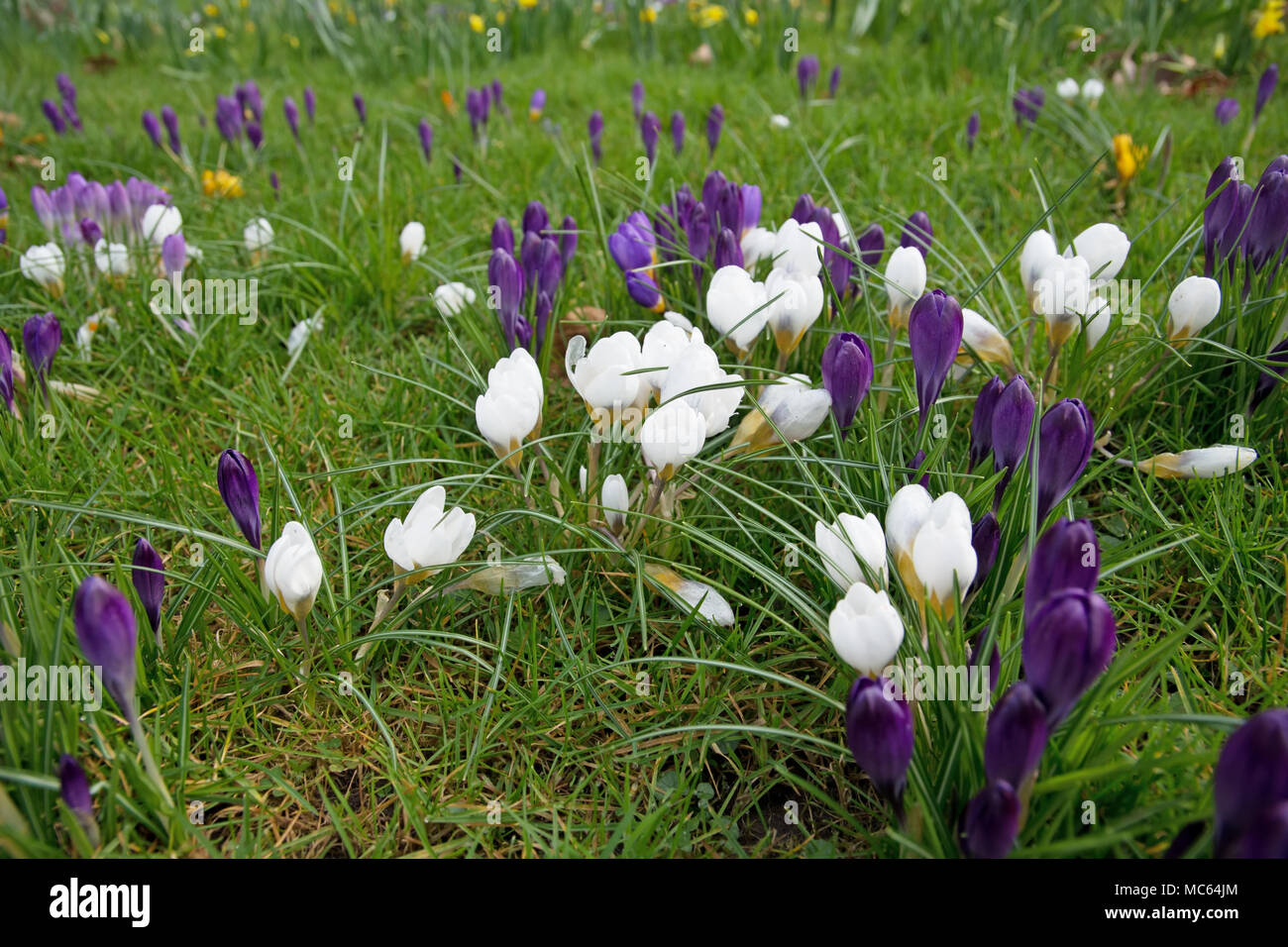 Many white yellow crocuses hi-res stock photography and images - Alamy