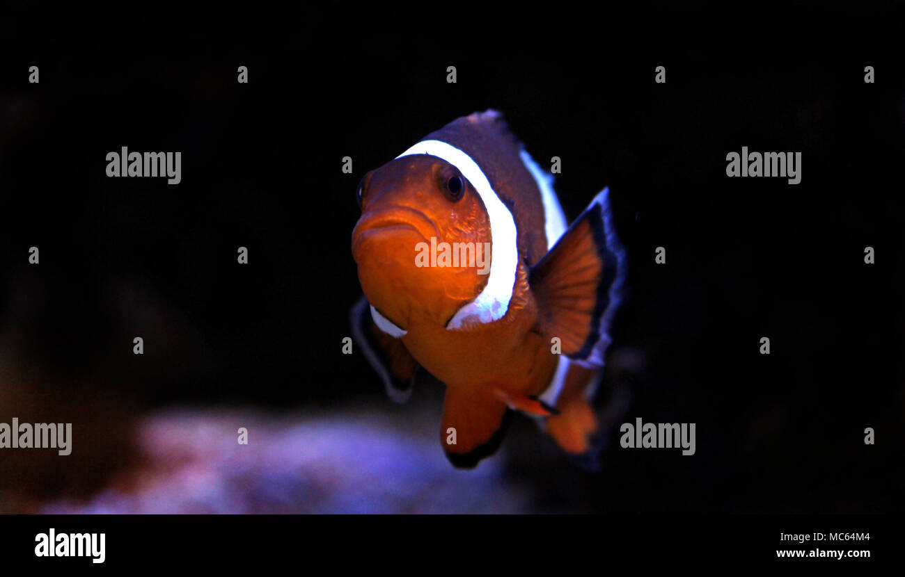 Clown Fish - The most popular saltwater fish in the world Stock Photo ...