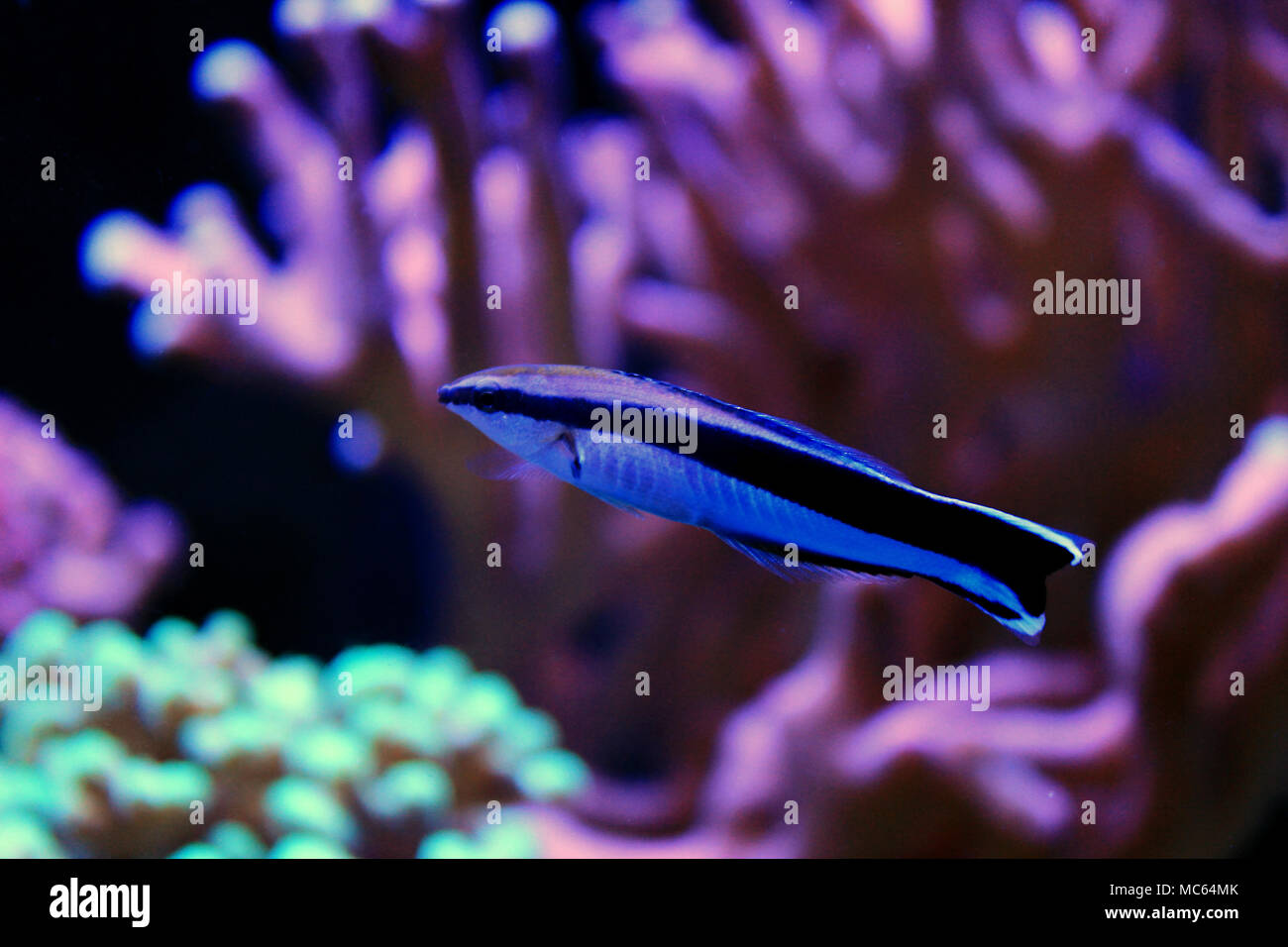 Labroides Dimidiatus