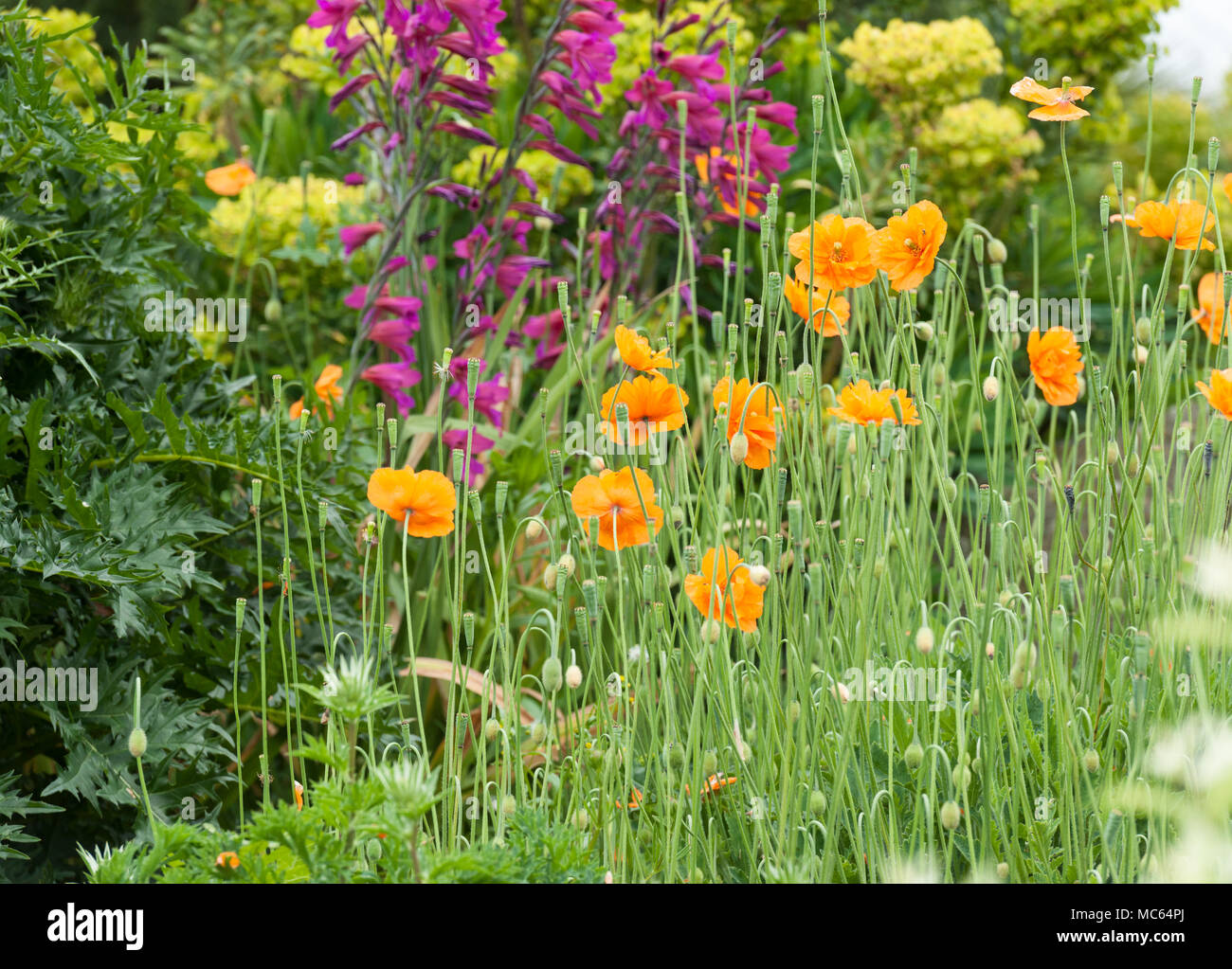 Lobelia border hi-res stock photography and images - Alamy
