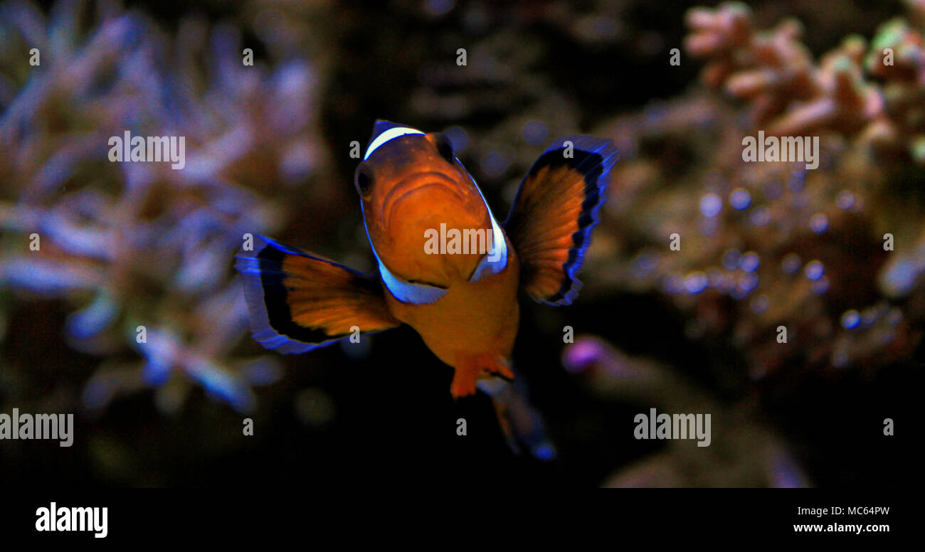 Clown Fish - The most popular saltwater fish in the world Stock Photo ...