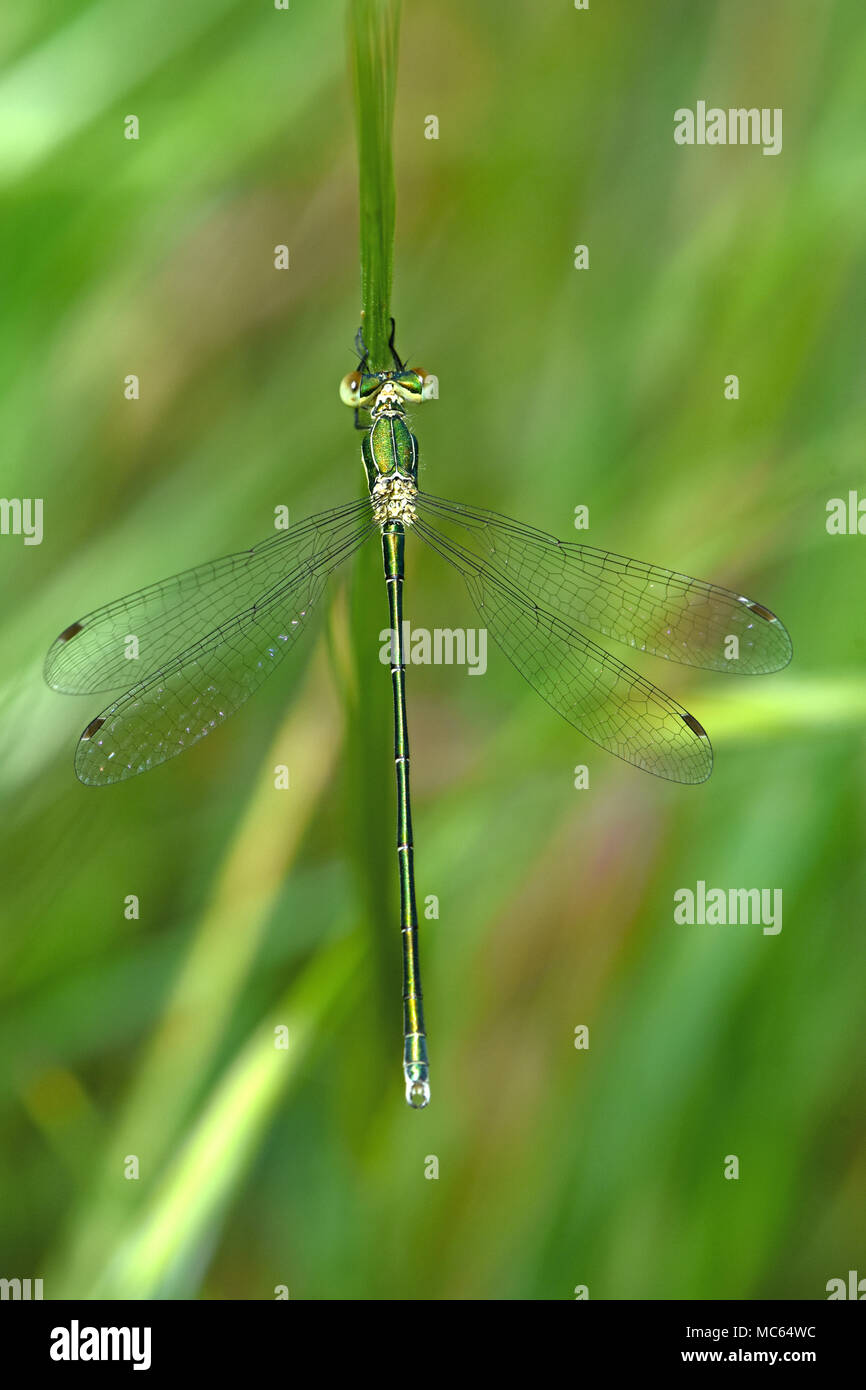 Damselfly, Ischnura heterosticta Stock Photo - Alamy