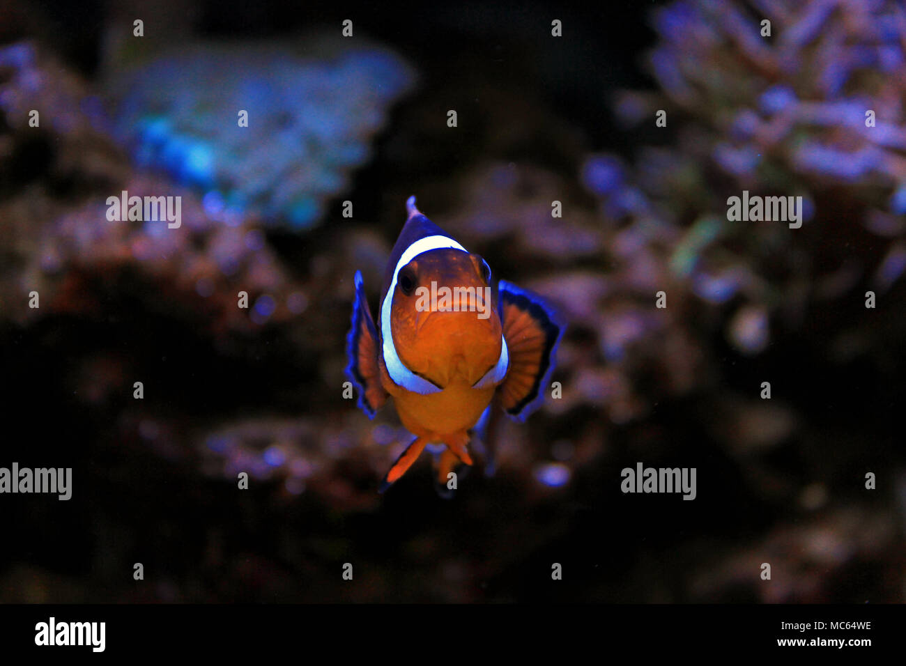 Clown Fish - The most popular saltwater fish in the world Stock Photo ...