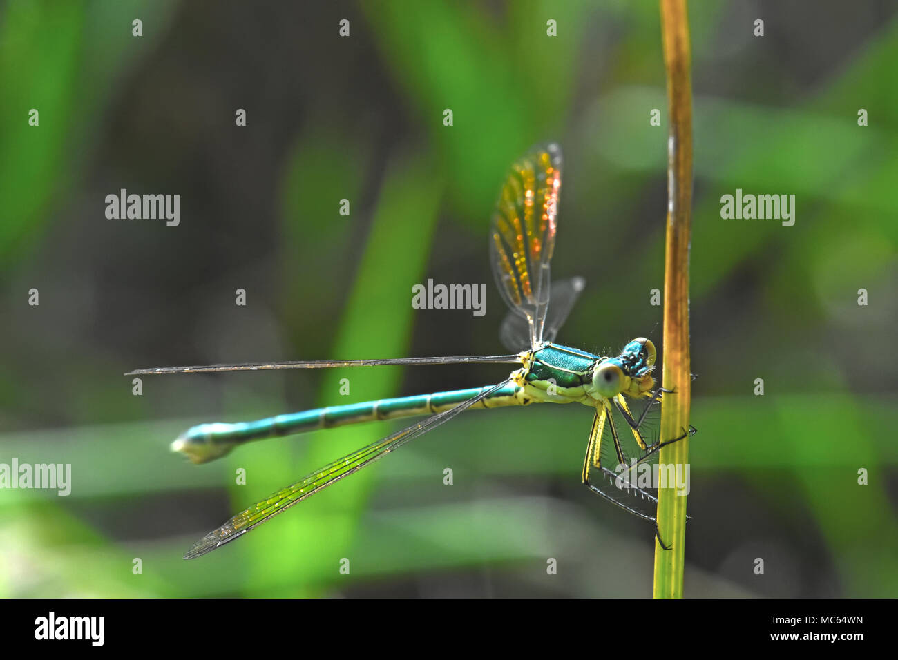 Close up of common ischnura hi-res stock photography and images - Alamy