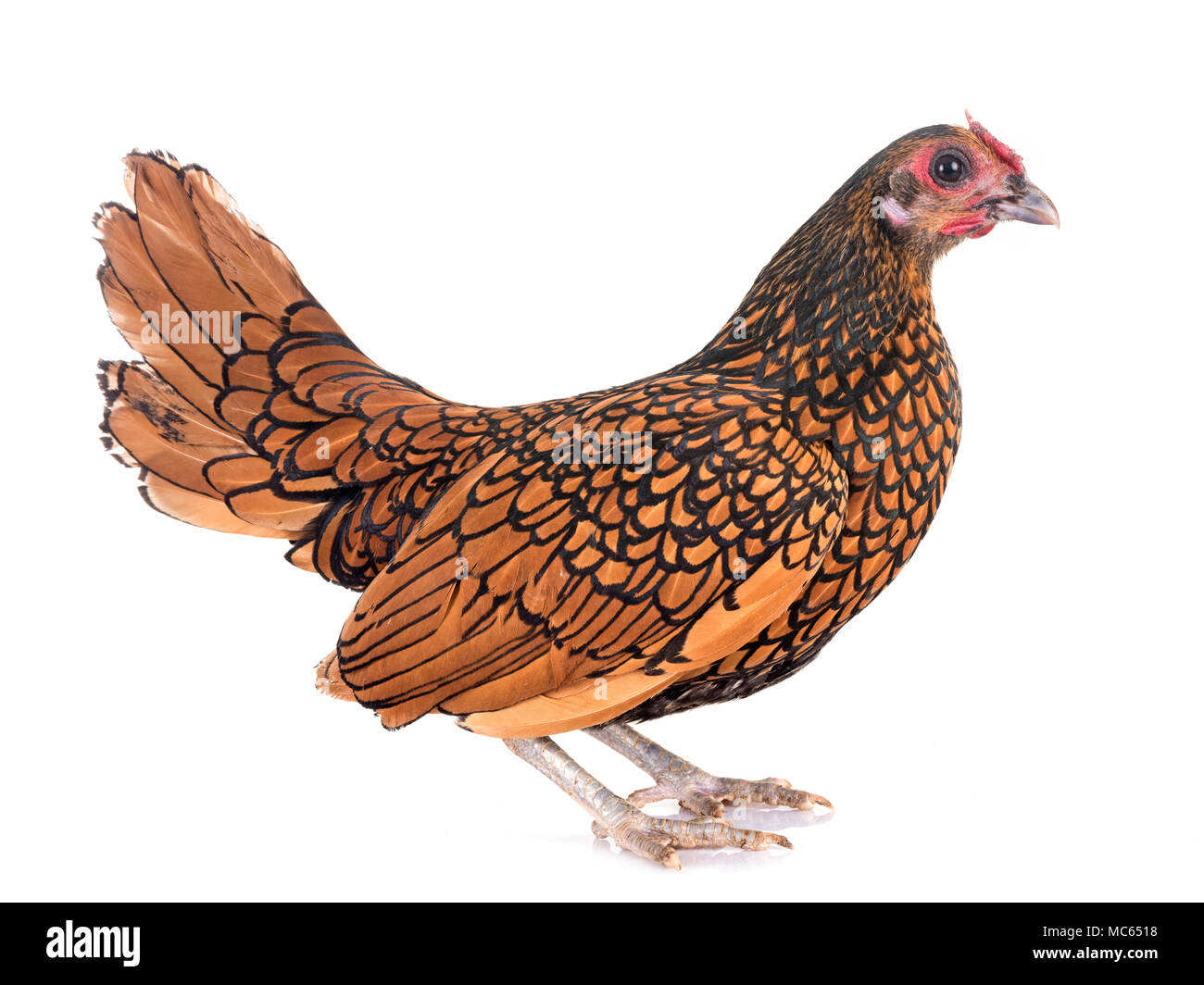 golden Sebright chicken in front of white background Stock Photo - Alamy
