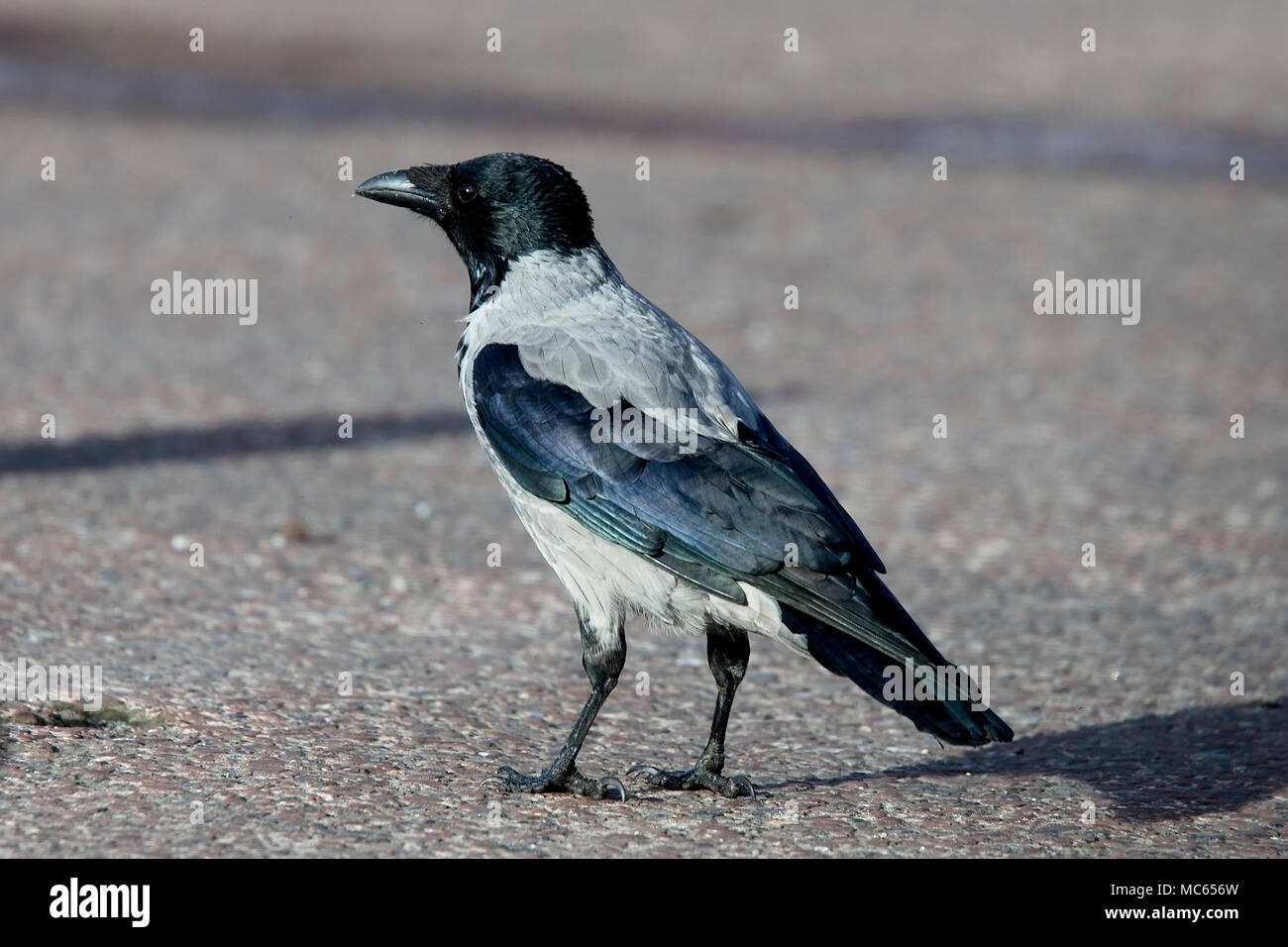 Hooded Crow (Corvus cornix), standing, Mainland, Shetland, Scotland, UK ...