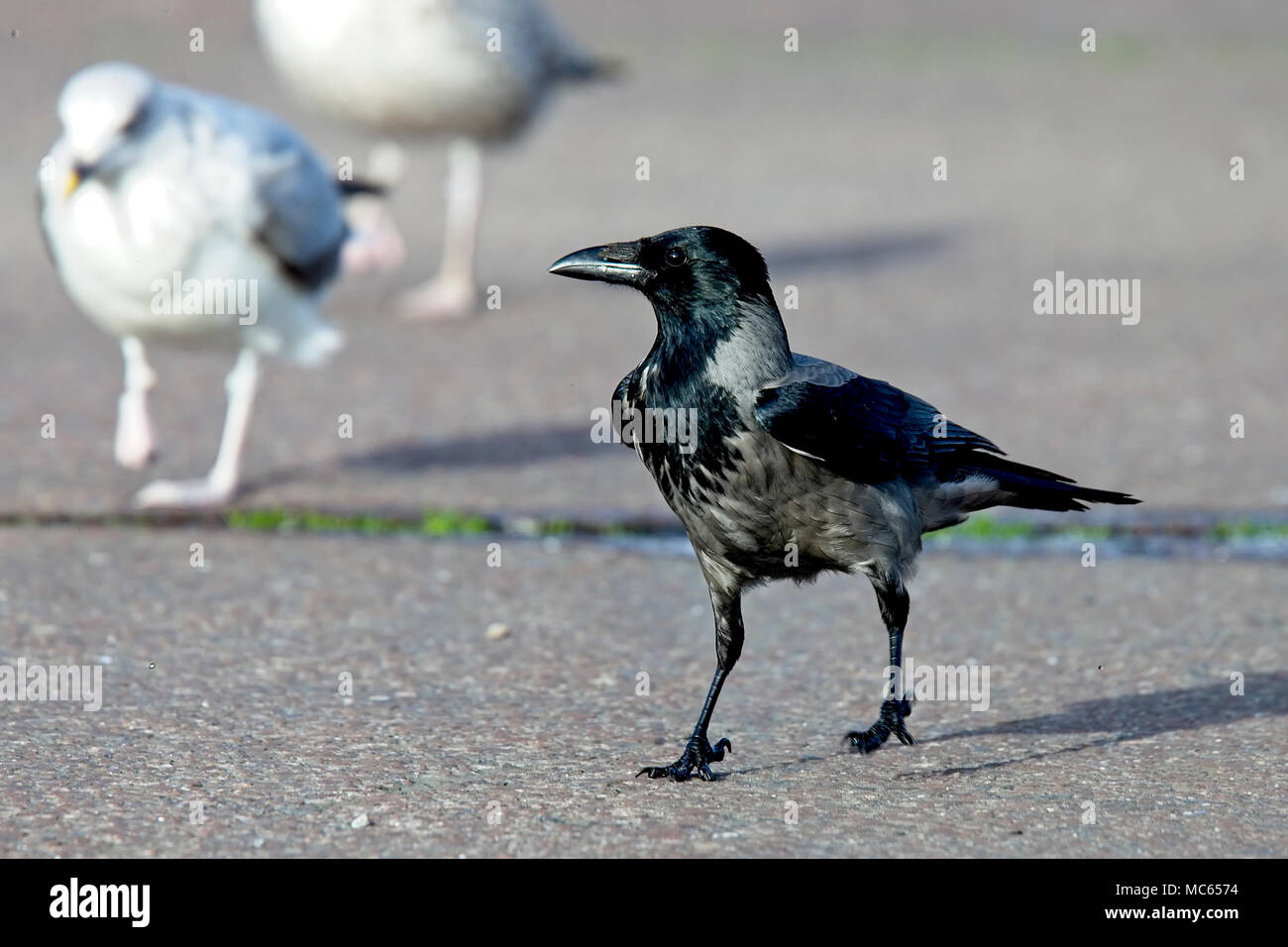 Hooded Crow (Corvus cornix), walking, Mainland, Shetland, Scotland, UK ...