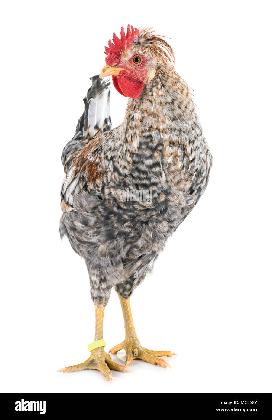 Legbar chicken hi-res stock photography and images - Alamy