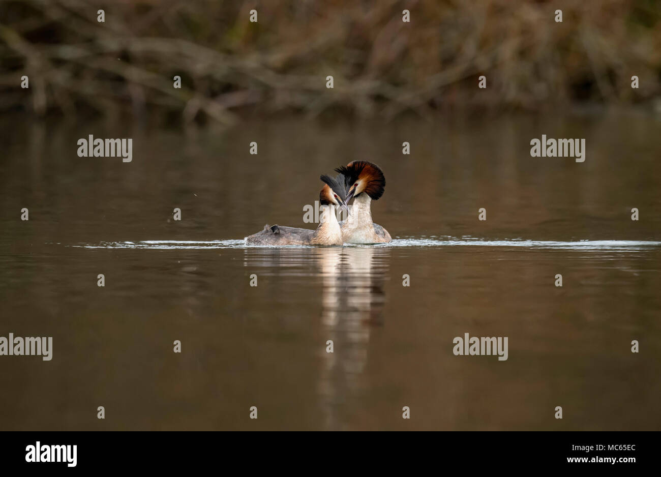 Great crested Grebe courtship display on a loch Stock Photo - Alamy