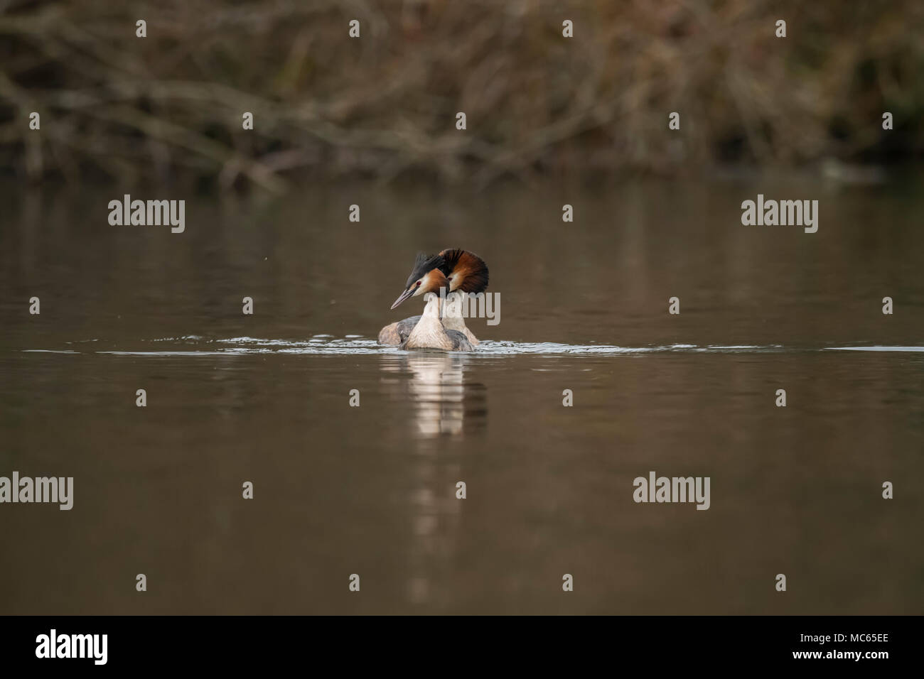 Great crested Grebe courtship display on a loch Stock Photo - Alamy