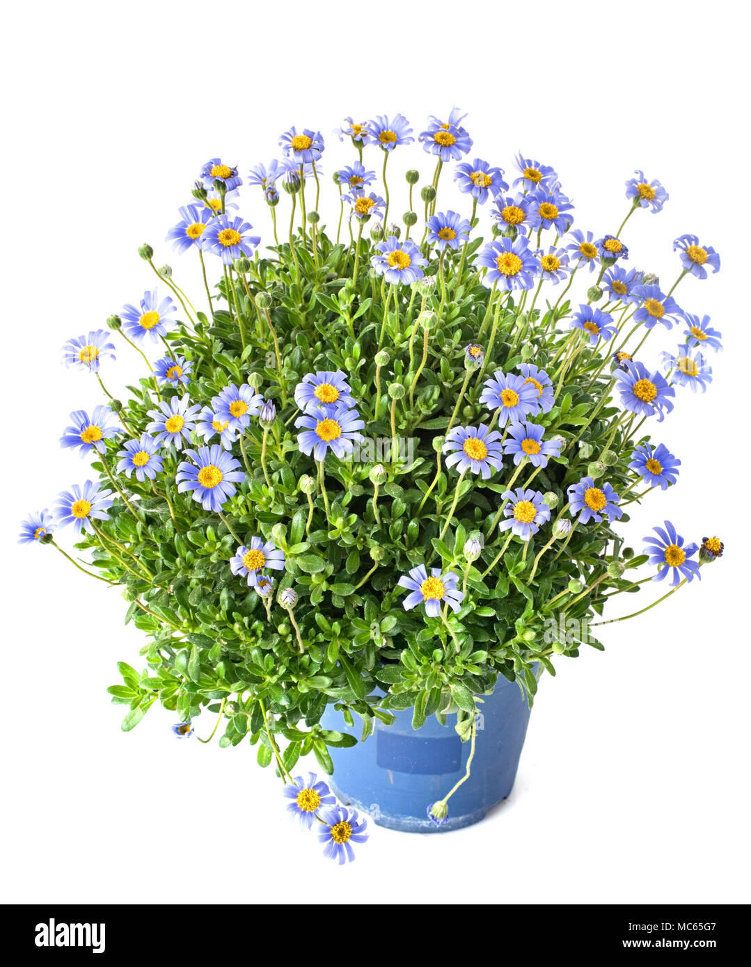 Felicia amelloides in front of white background Stock Photo - Alamy