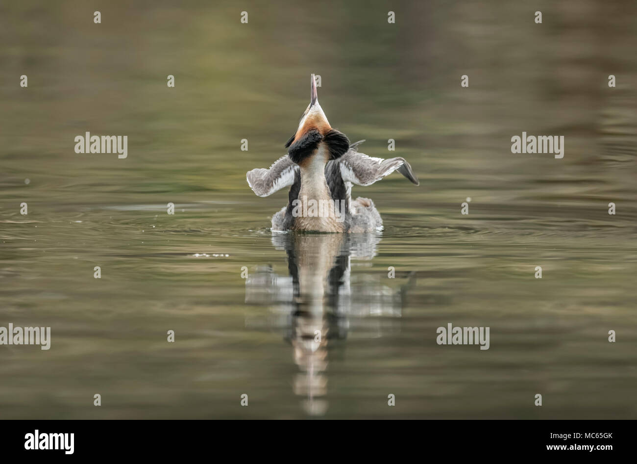 Great crested Grebe courtship display on a loch Stock Photo - Alamy