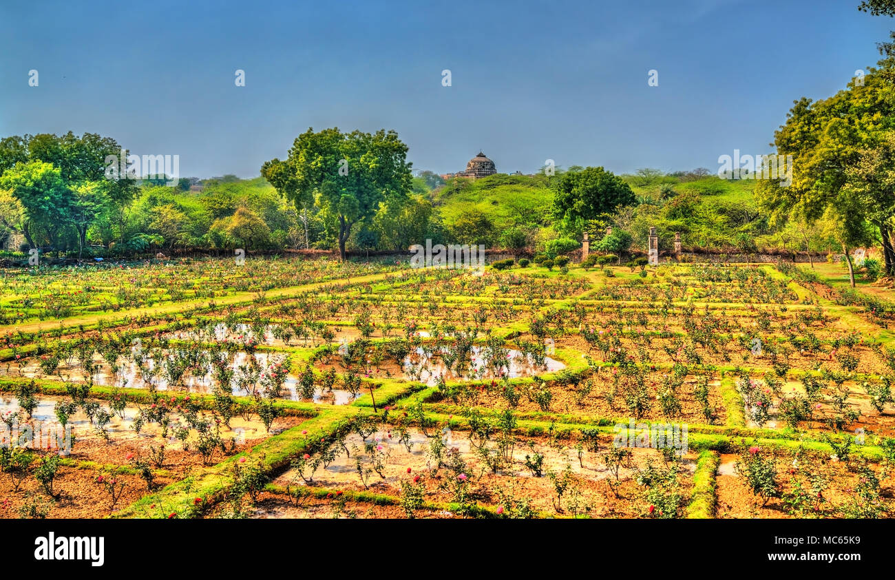 Lado Sarai Flower Nursery, a rose garden in Delhi, India Stock Photo ...