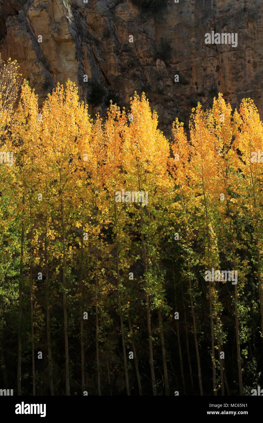 Fall colors on the trees in the Alhama River Gorge, Andalusia, Southern ...
