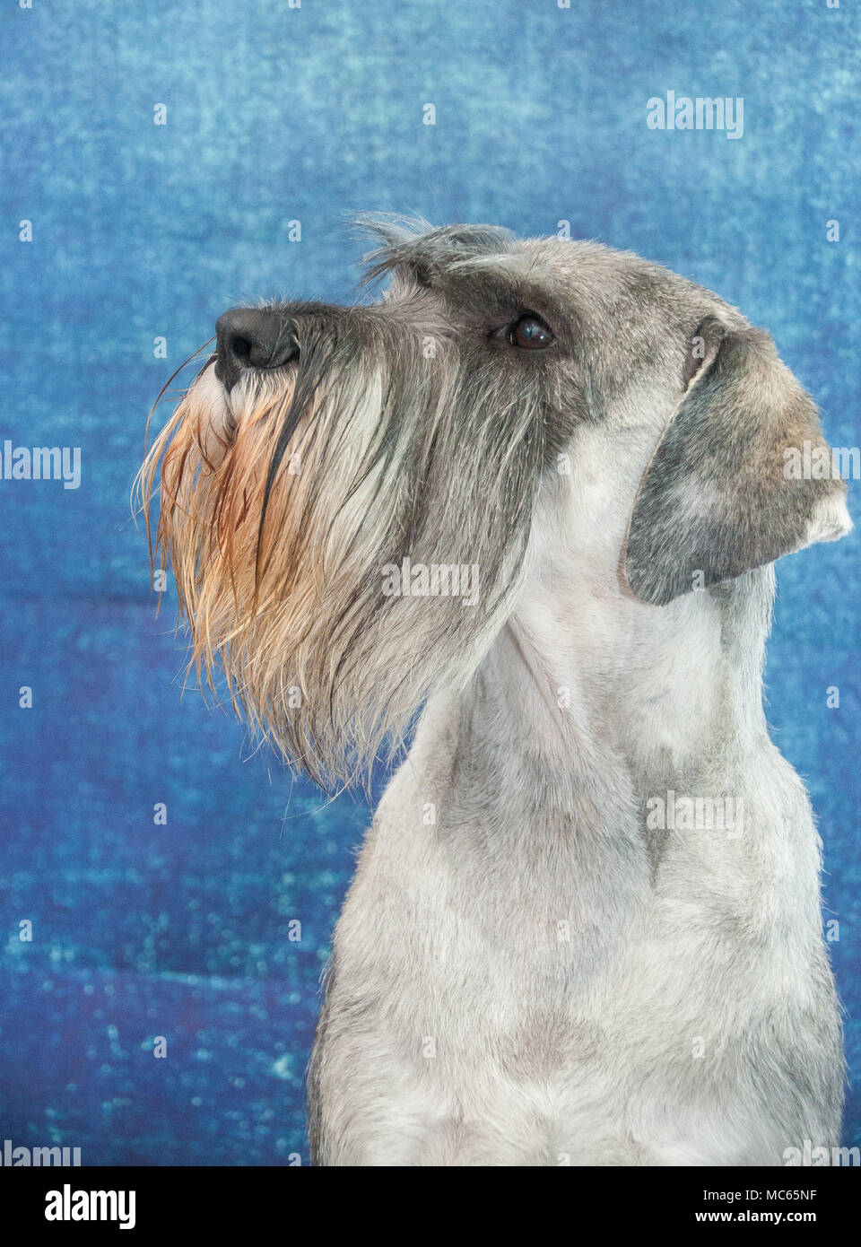 Standard schnauzer portrait Stock Photo - Alamy
