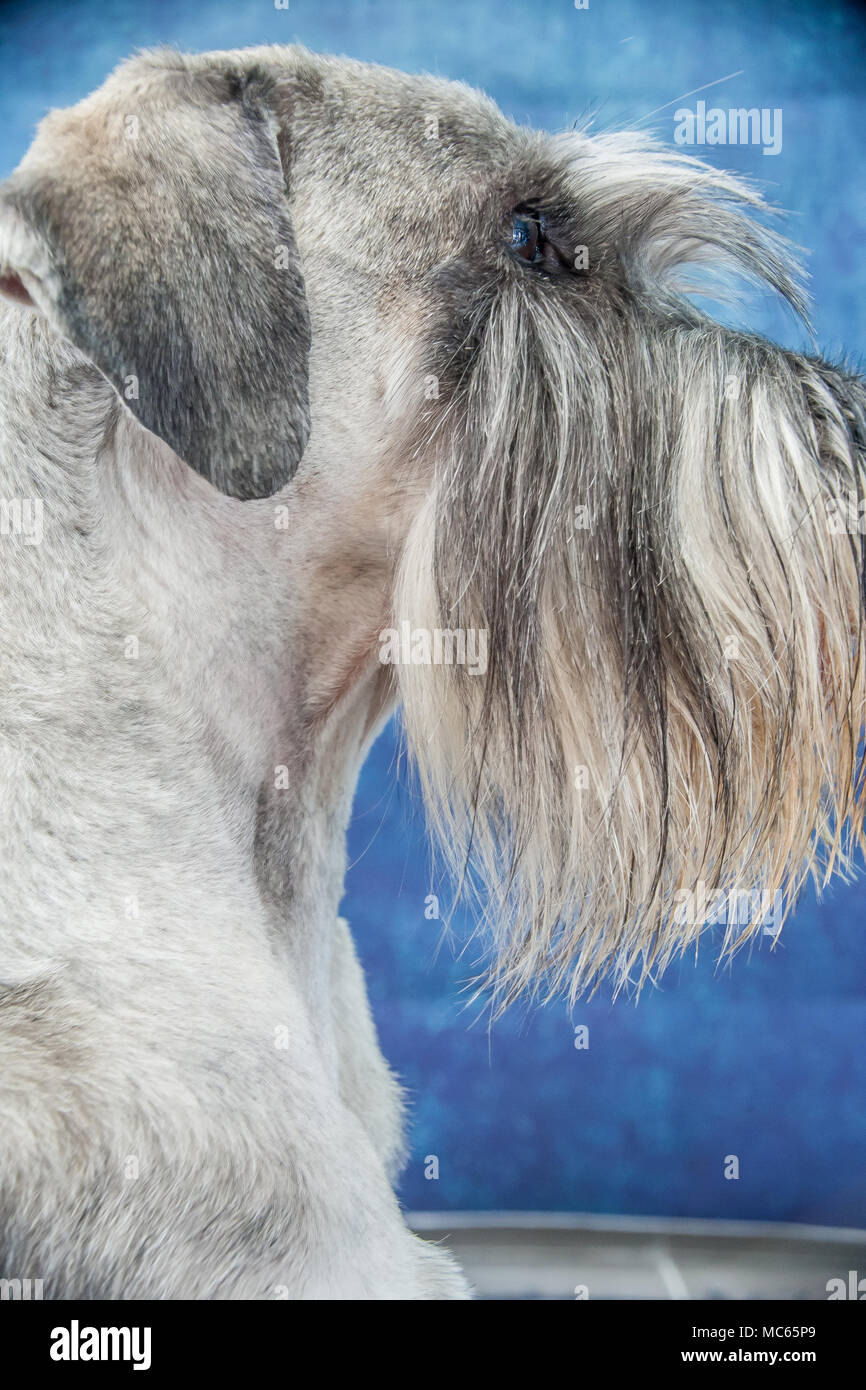 Standard schnauzer portrait Stock Photo - Alamy