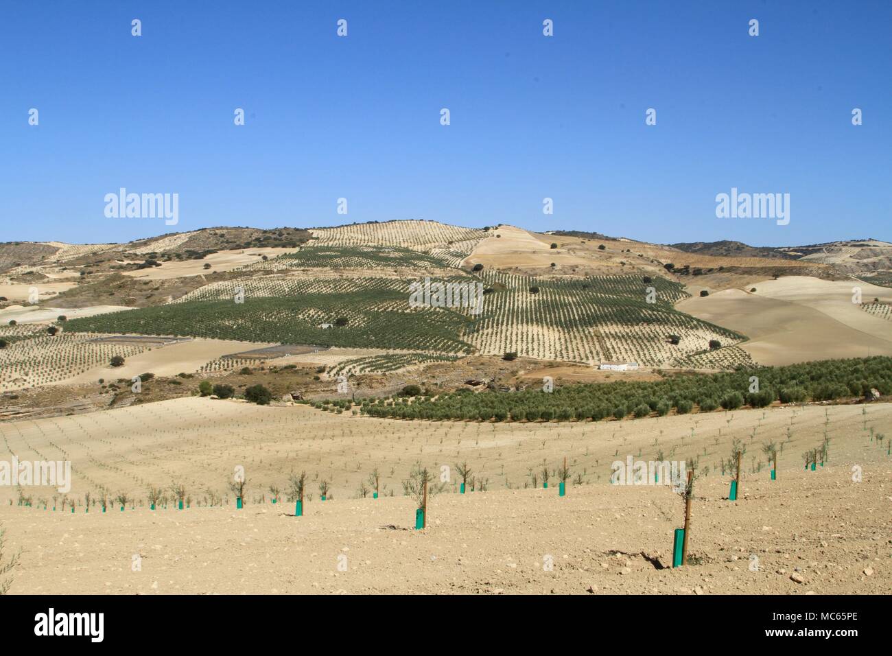 Olive orchards in rural Southern Spain Stock Photo - Alamy