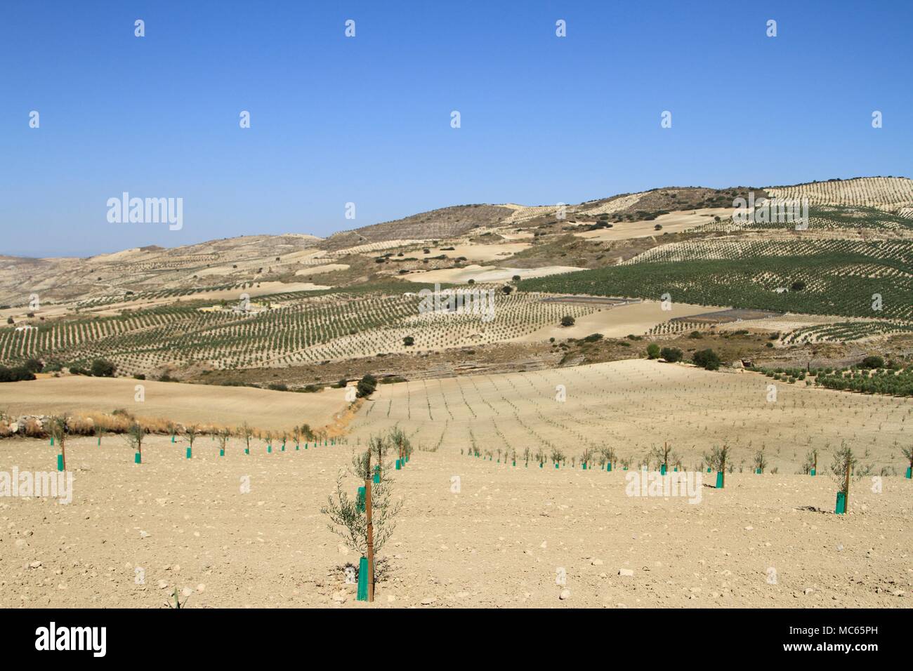 Olive orchards in rural Southern Spain Stock Photo - Alamy