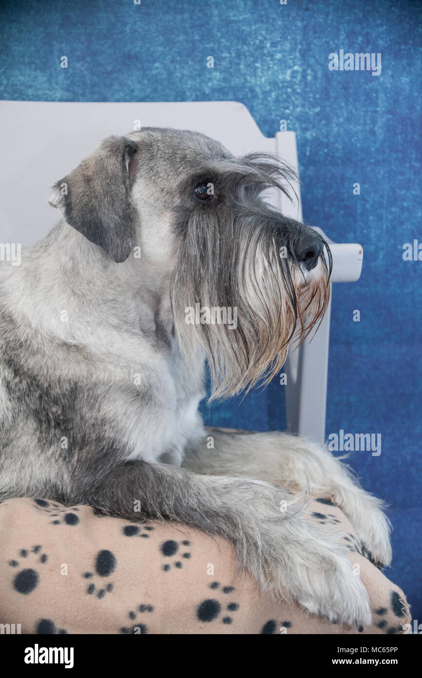 Standard schnauzer portrait Stock Photo - Alamy